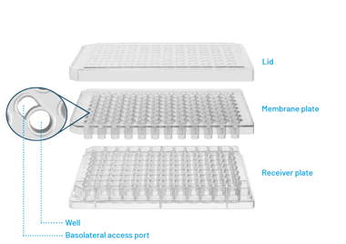 Transwell assays for cell migration and invasion: sometimes you can’t ...